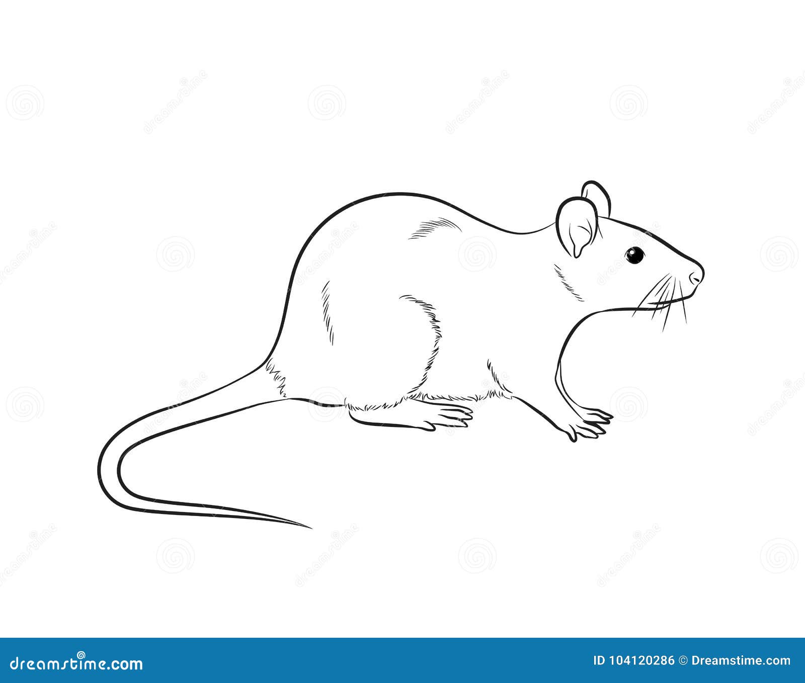 Cartoon Mouse Drawing Vector Stock Illustration - Illustration of ...
