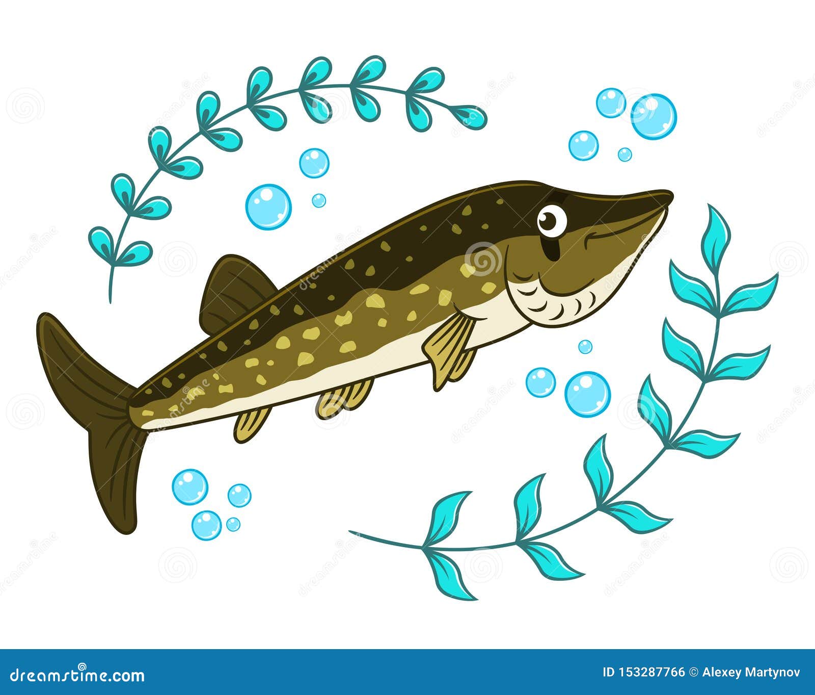 Chain Pickerel Or Esox Niger Freshwater Fish Cartoon Drawing Royalty ...