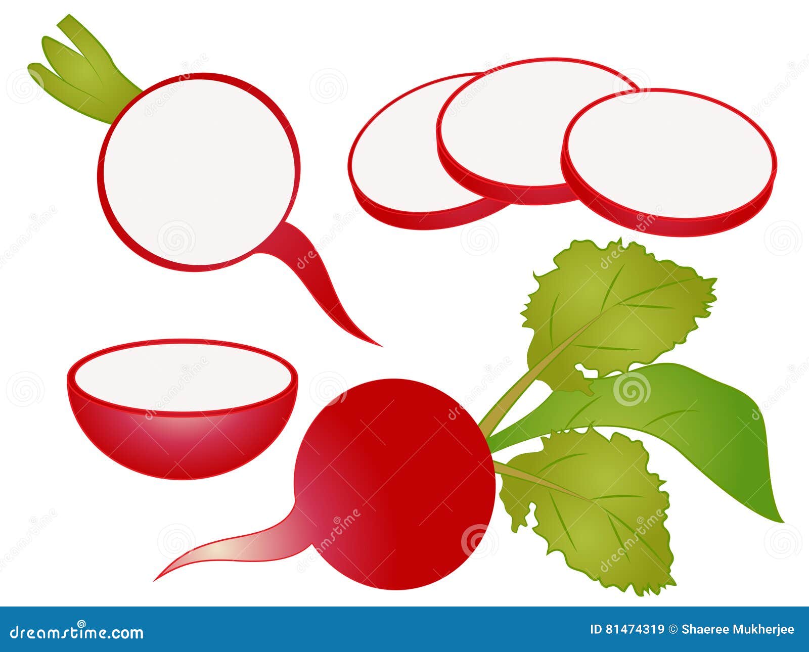 Cartoon Radish Clipart stock vector. Illustration of vegetables - 81474319