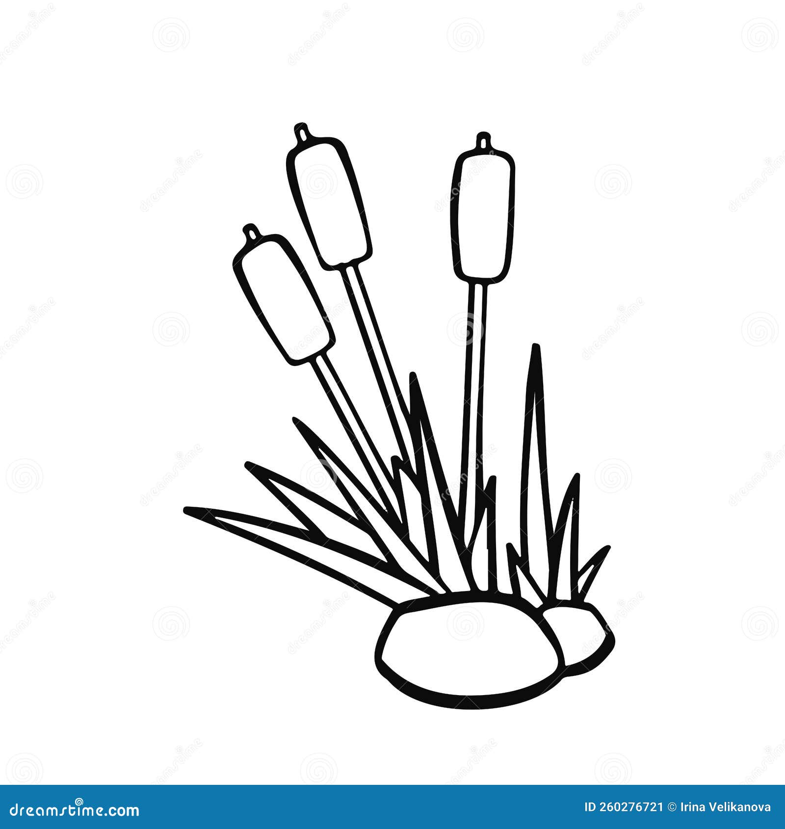 Reeds In Bog Line And Glyph Icon. Bulrush In The Lake Vector ...