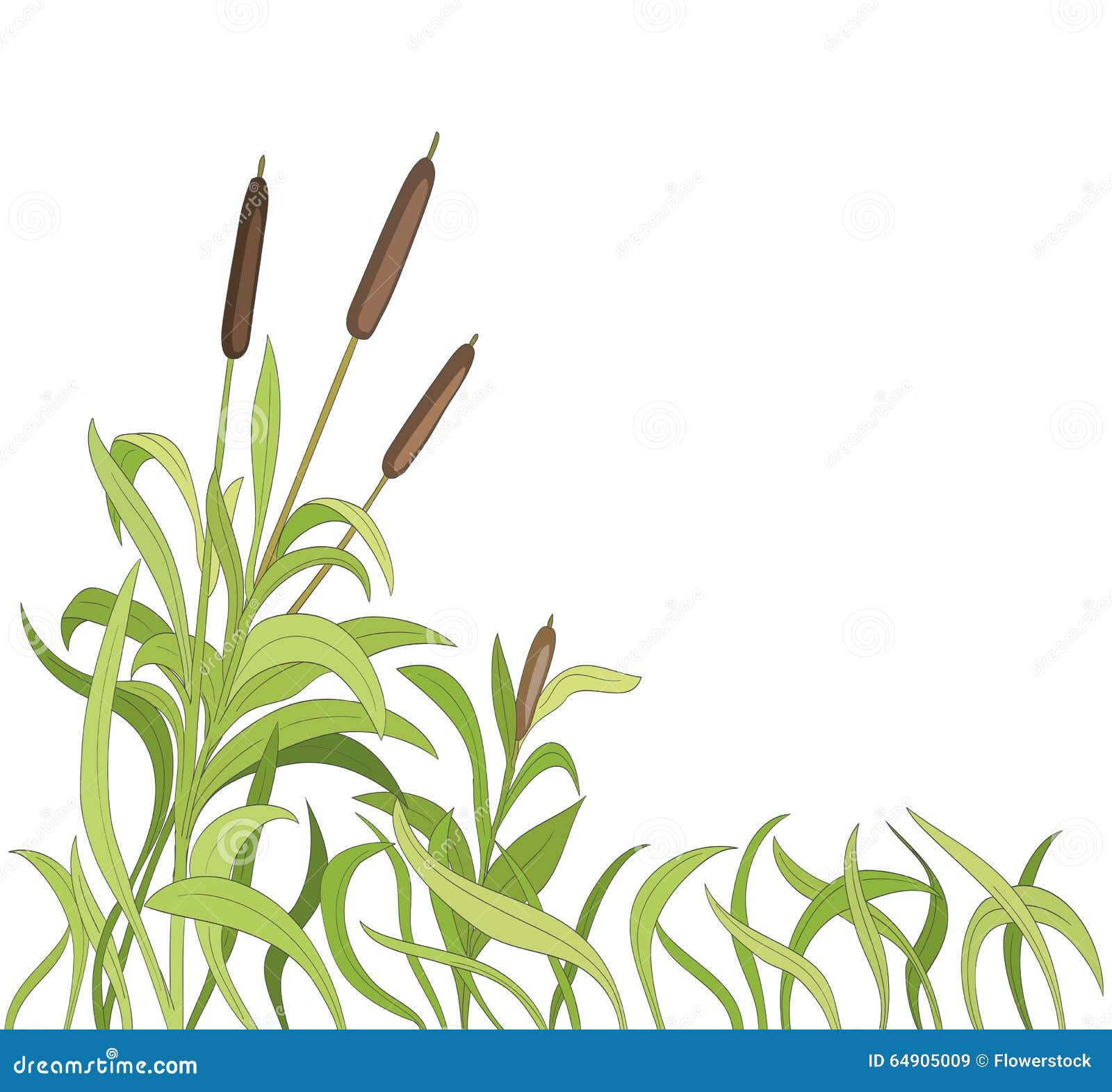 Cartoon Reeds | CartoonDealer.com #64905009