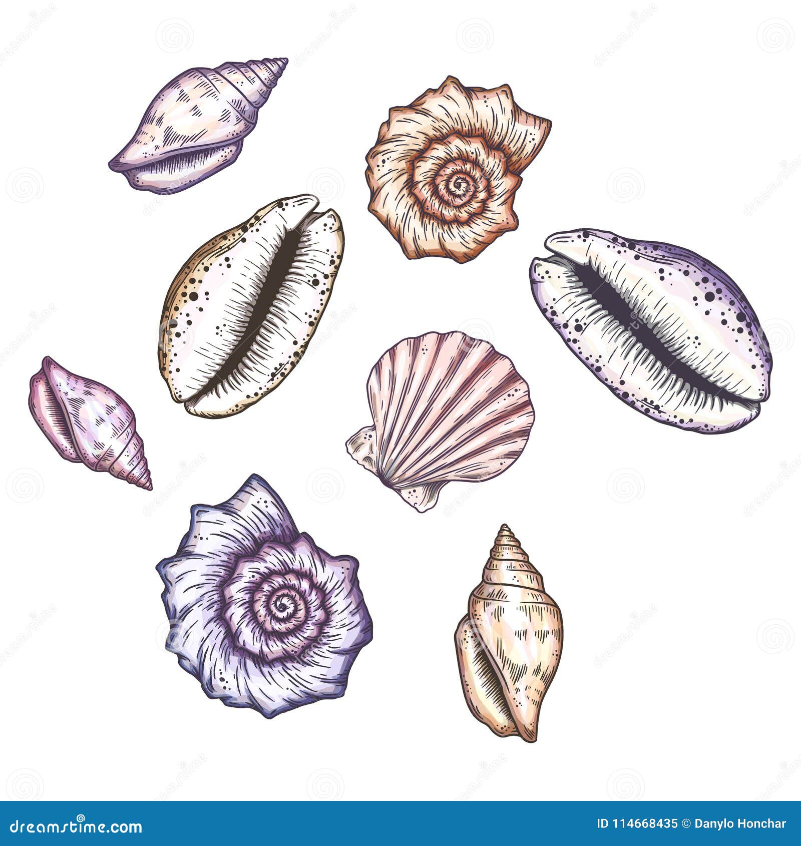 Cartoon Seashell Illustration. Stock Vector - Illustration of cute ...