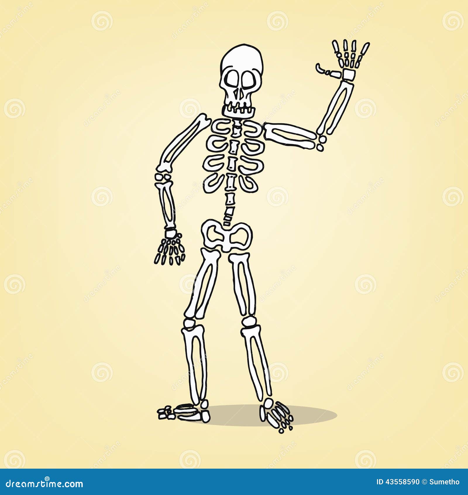 Cartoon skeleton stock vector. Illustration of cartoon - 43558590