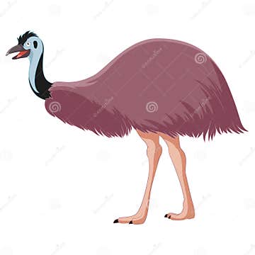 Cartoon smiling Emu stock vector. Illustration of dromaius - 88132324