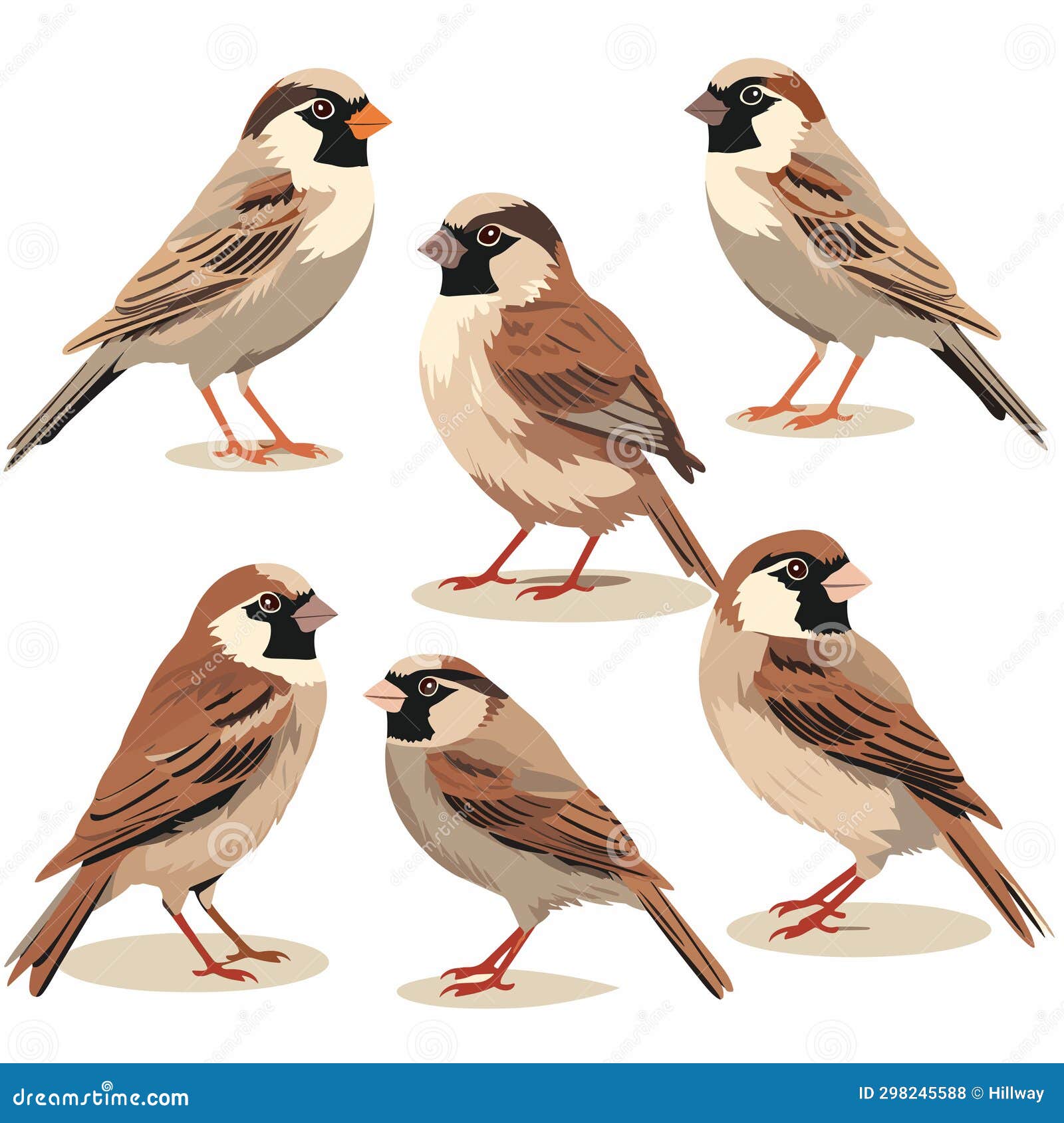 Cartoon Sparrow Birds Vector Color Collection Set Stock Vector ...