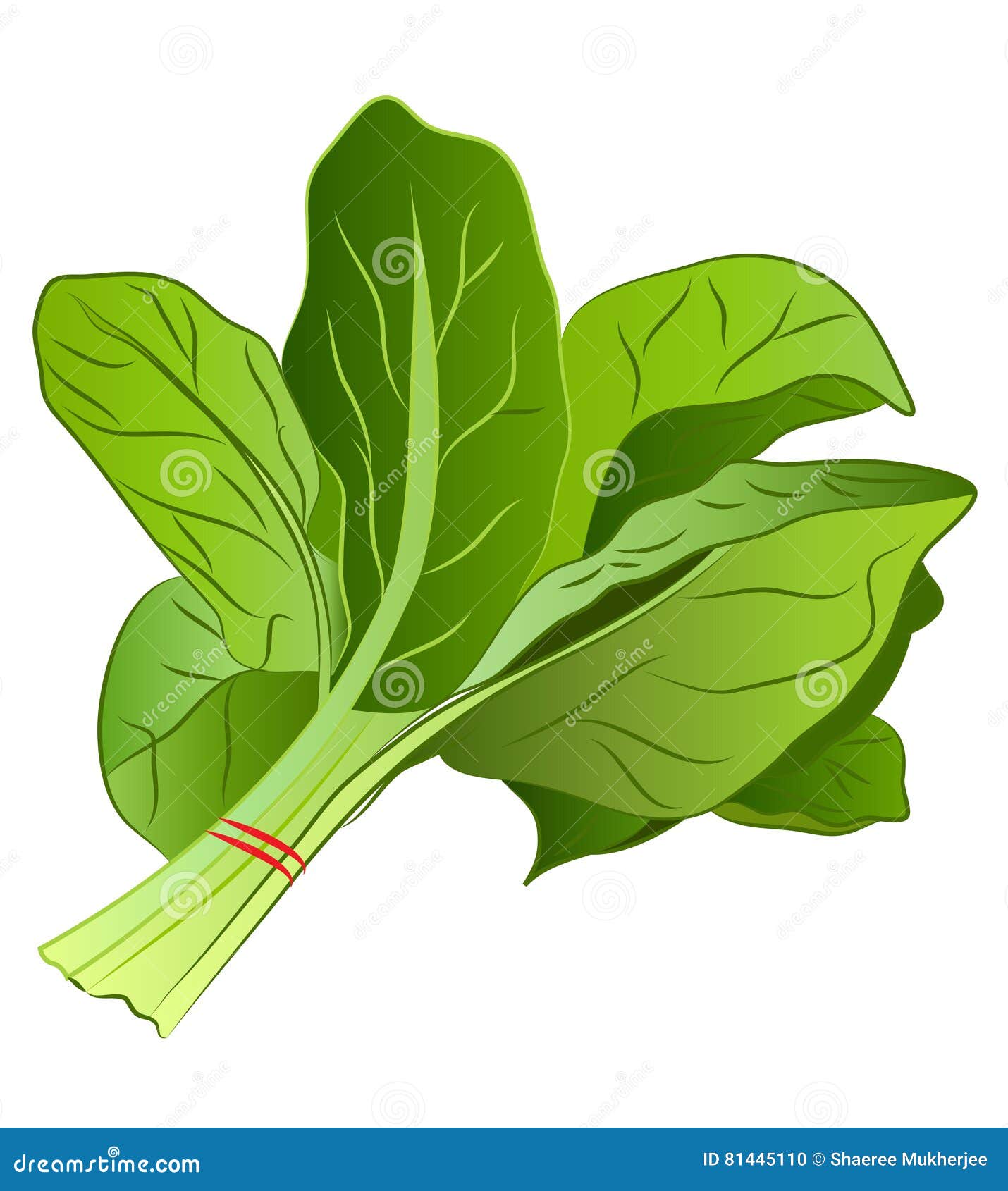 Cartoon Spinach