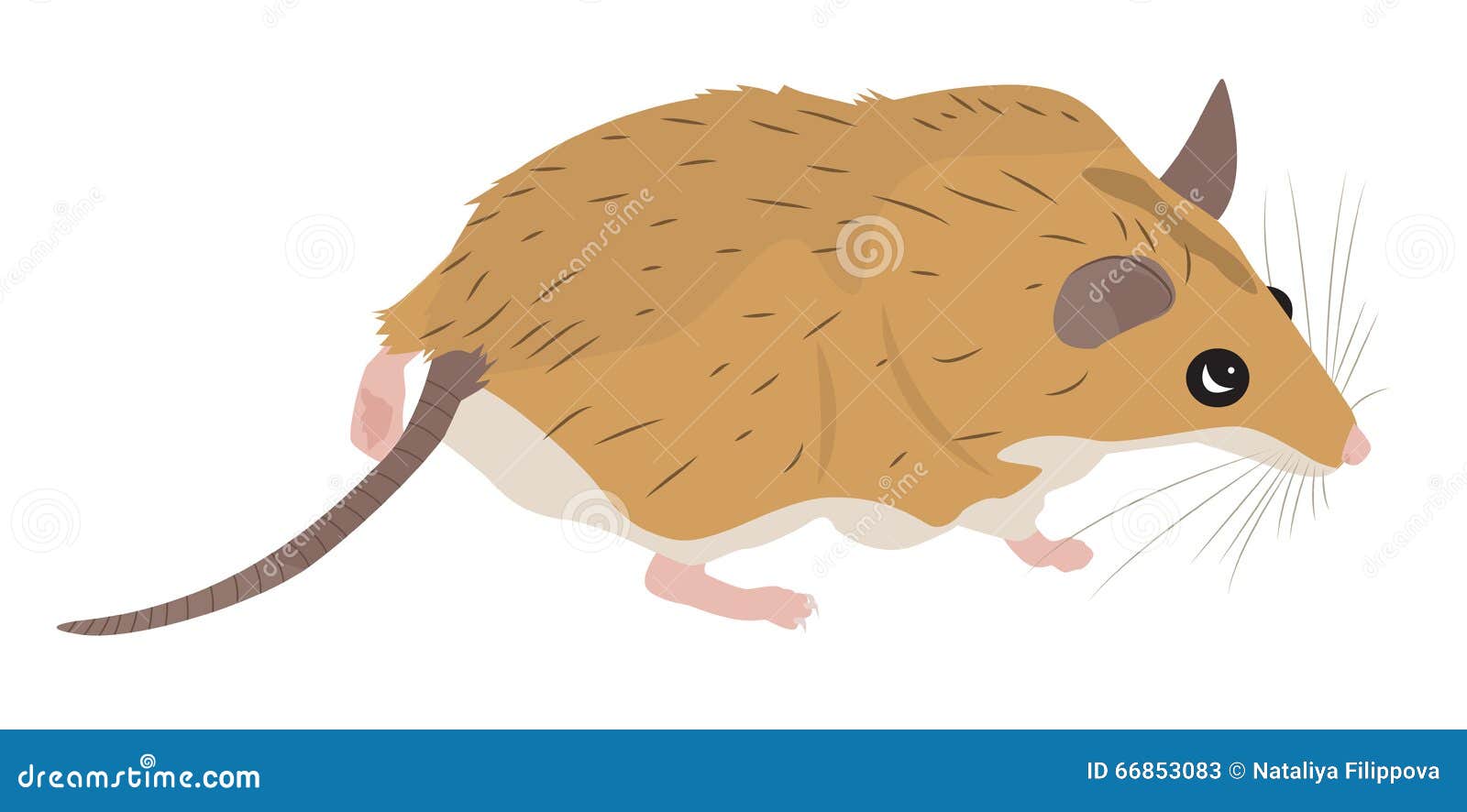 Cartoon spiny mouse stock vector. Illustration of spiny - 66853083