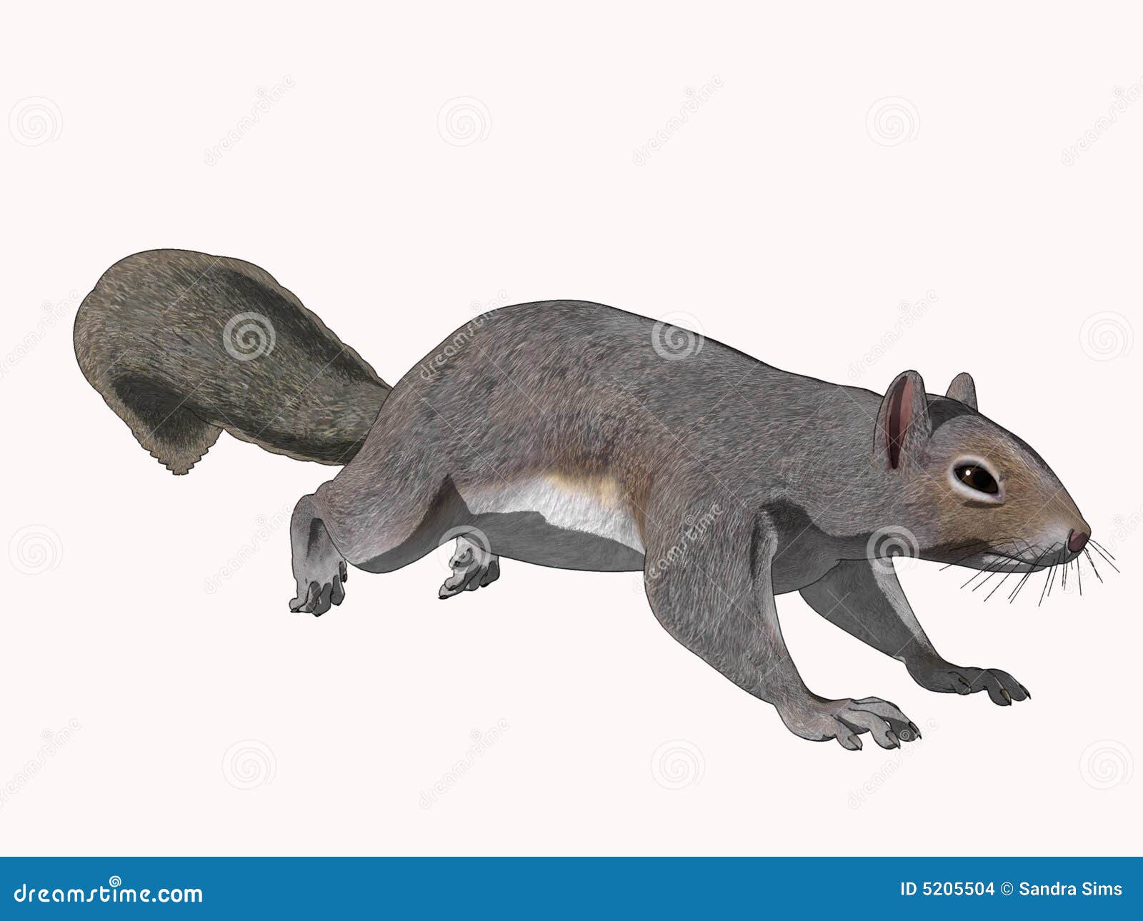 Cartoon Squirrel Hoard Nuts | CartoonDealer.com #28415663