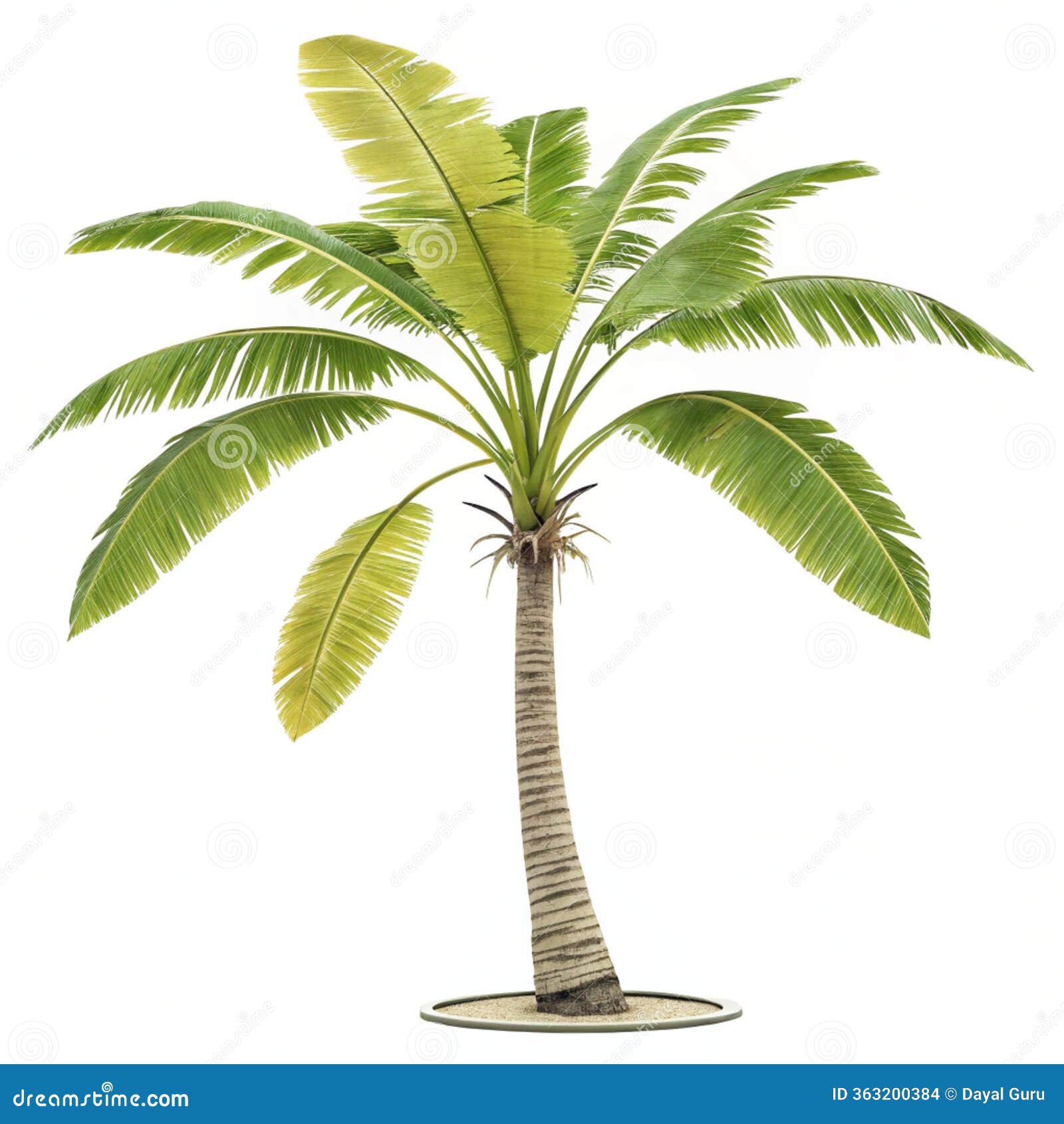 Cartoon Style Palm Tree Isolated on Transparent Background Stock ...