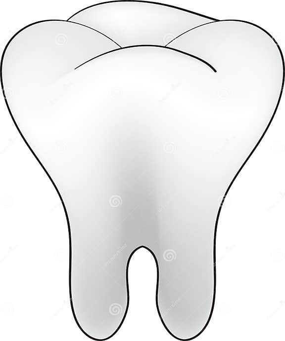 Cartoon tooth stock vector. Illustration of bright, isolated - 42246052