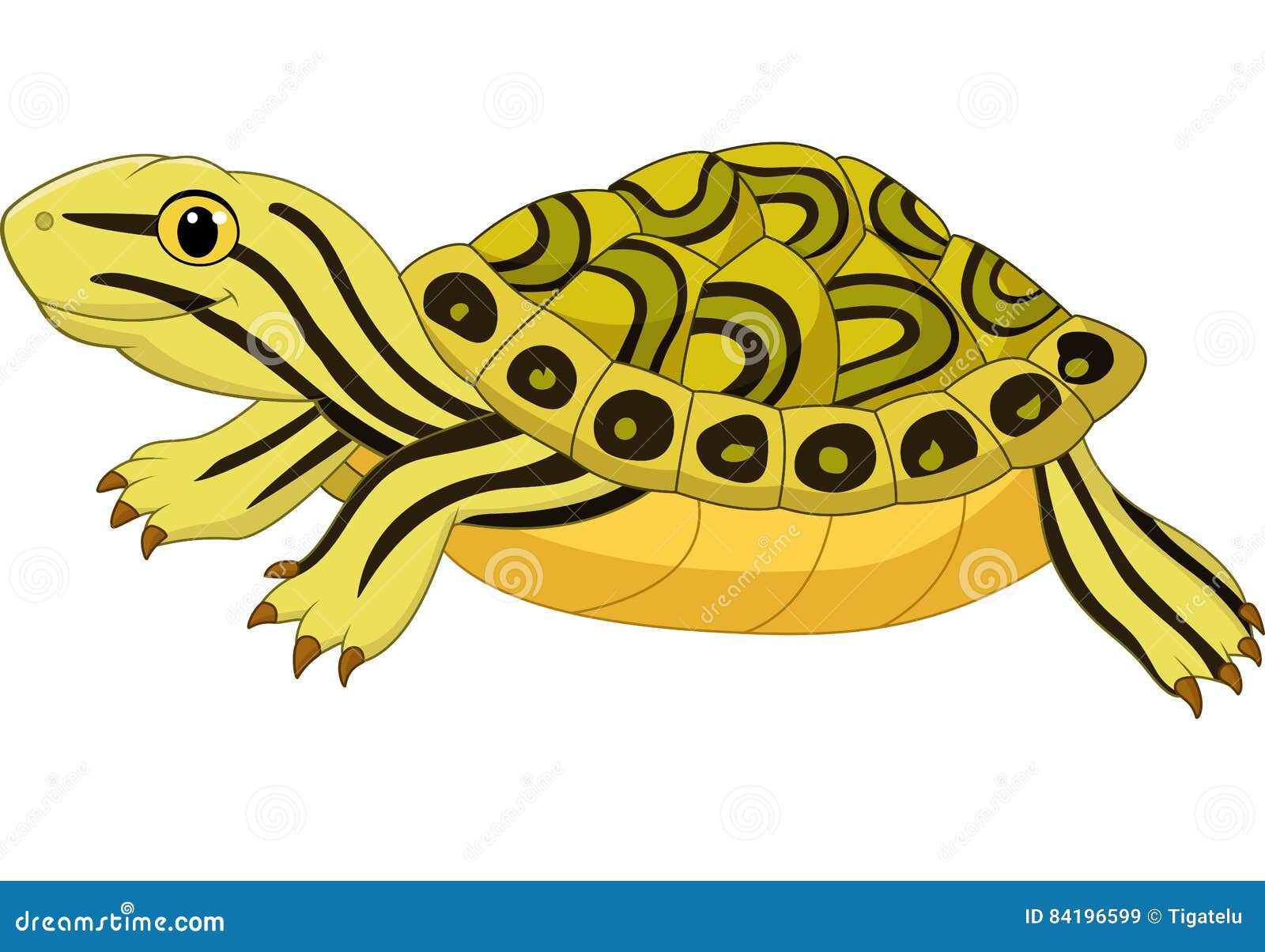 Terrapin Isolated On White Background. Cute Cartoon Character Turtle ...