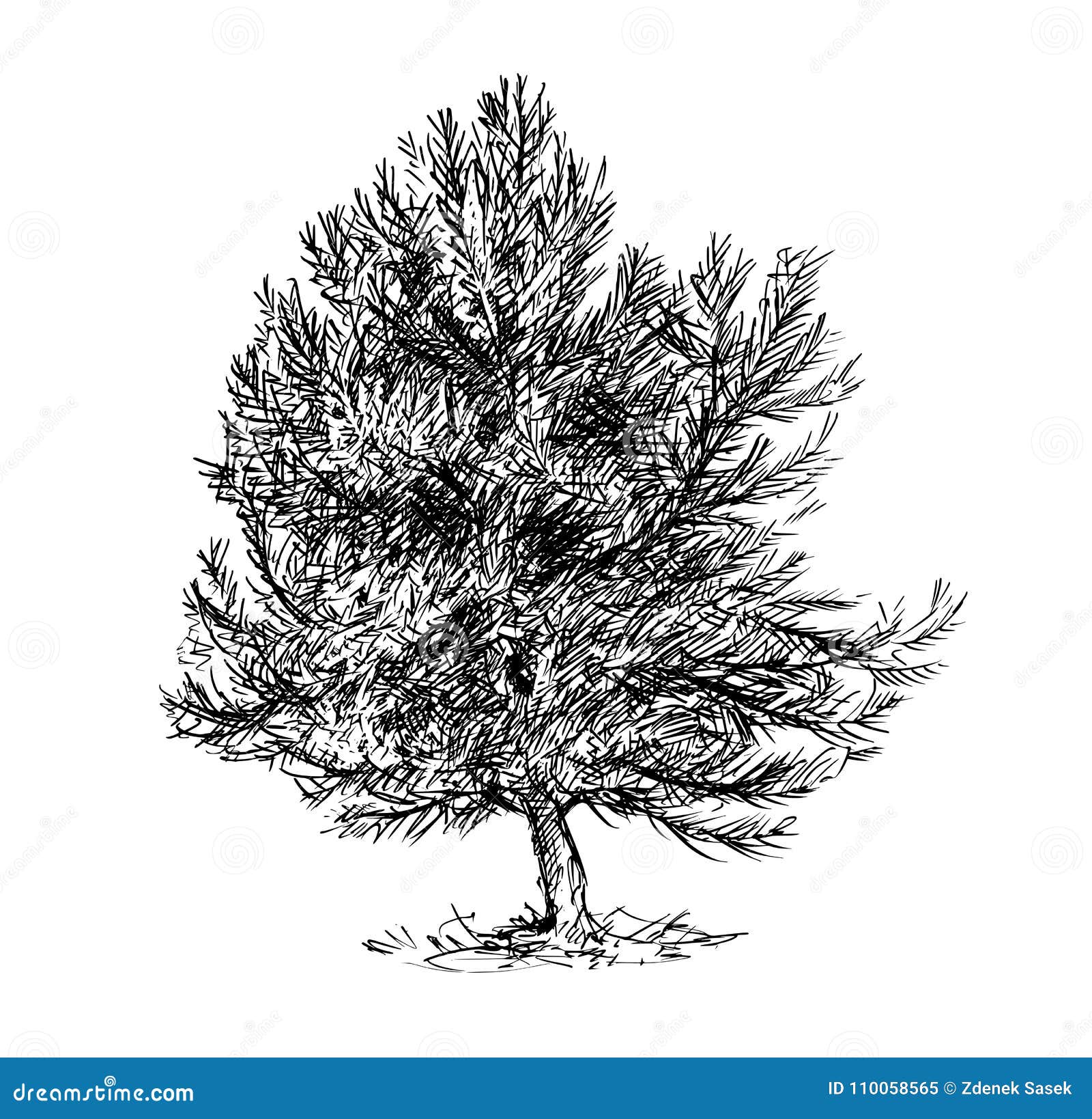 Cartoon Vector Drawing of Pine Conifer Tree Stock Vector - Illustration ...
