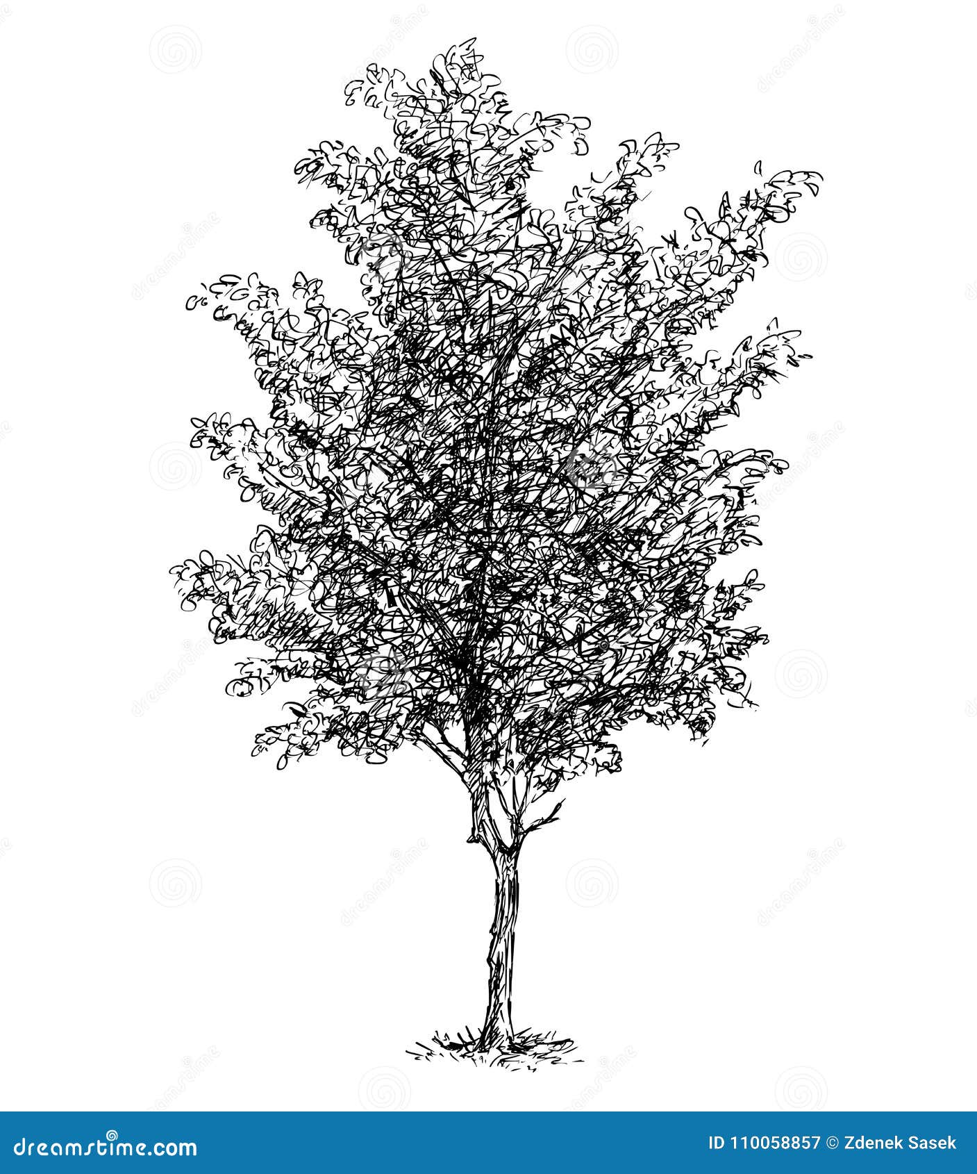 Cartoon Vector Drawing of Beech Tree Stock Vector - Illustration of ...