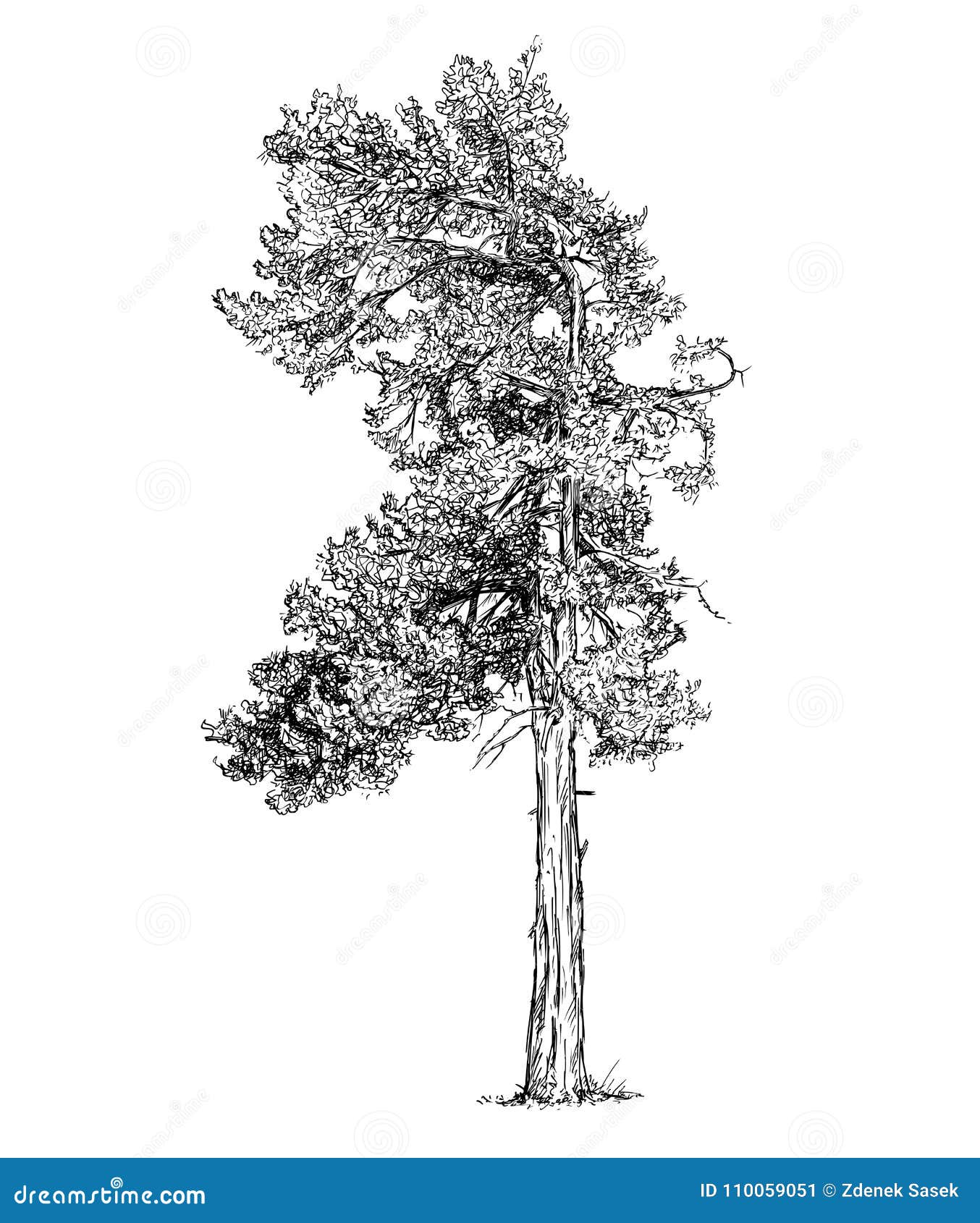 Cartoon Vector Drawing of Pine Conifer Tree Stock Vector - Illustration ...