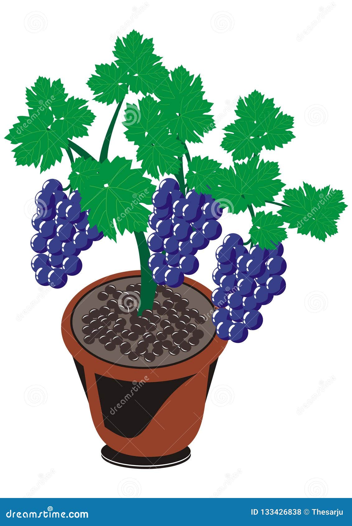 Cartoon Vector Fresh Grapes in a Pot Stock Illustration - Illustration ...