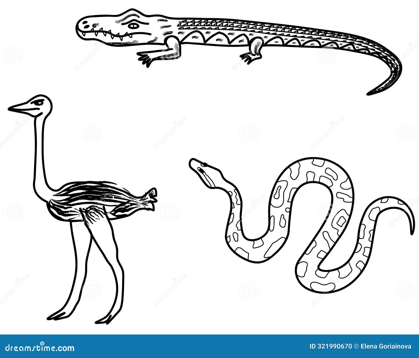 Boa Constrictor And Crocodile Isolated On White Background. Black Snd ...