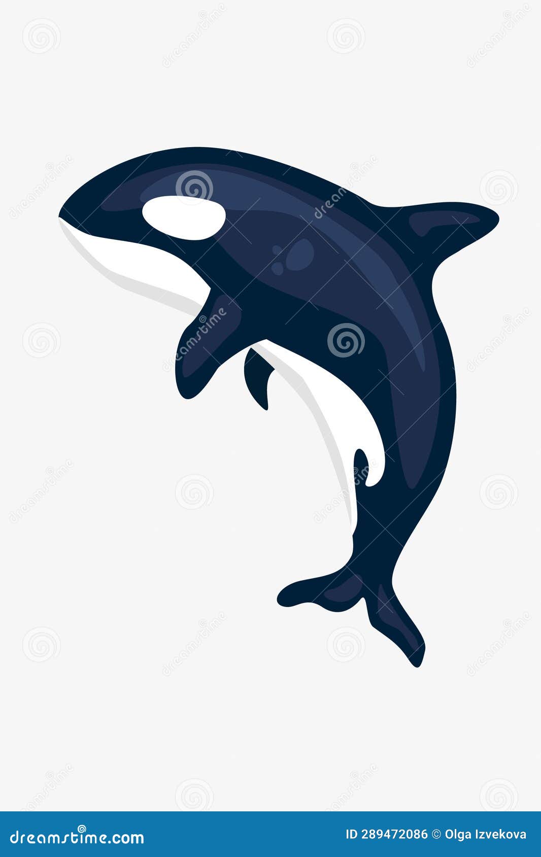 Isolated Vector Killer Whale (an Orca) Illustration Stock Vector ...