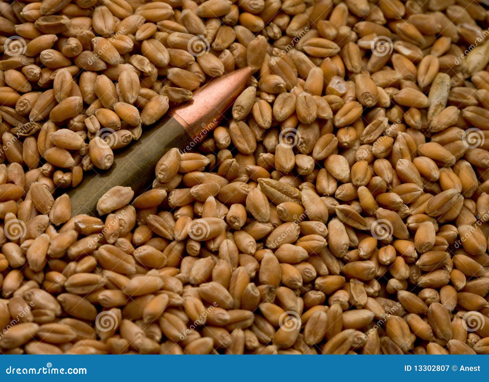Cartridge Buried in Corn - Hidden Danger Concept Stock Image - Image of ...