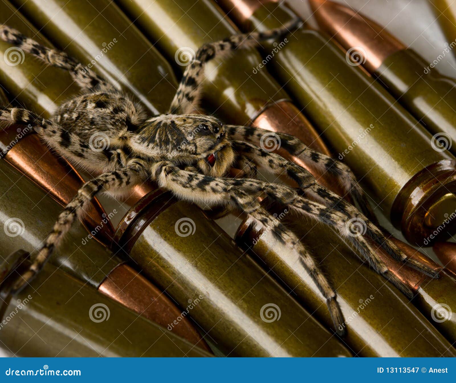 Cartridges Protected by Spider Stock Image - Image of abstract, crawl ...