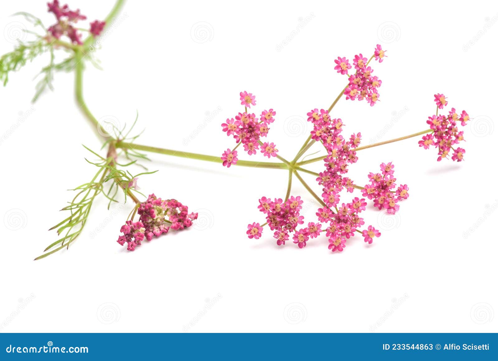 Carum carvi flowers stock image. Image of isolated, medicine - 233544863