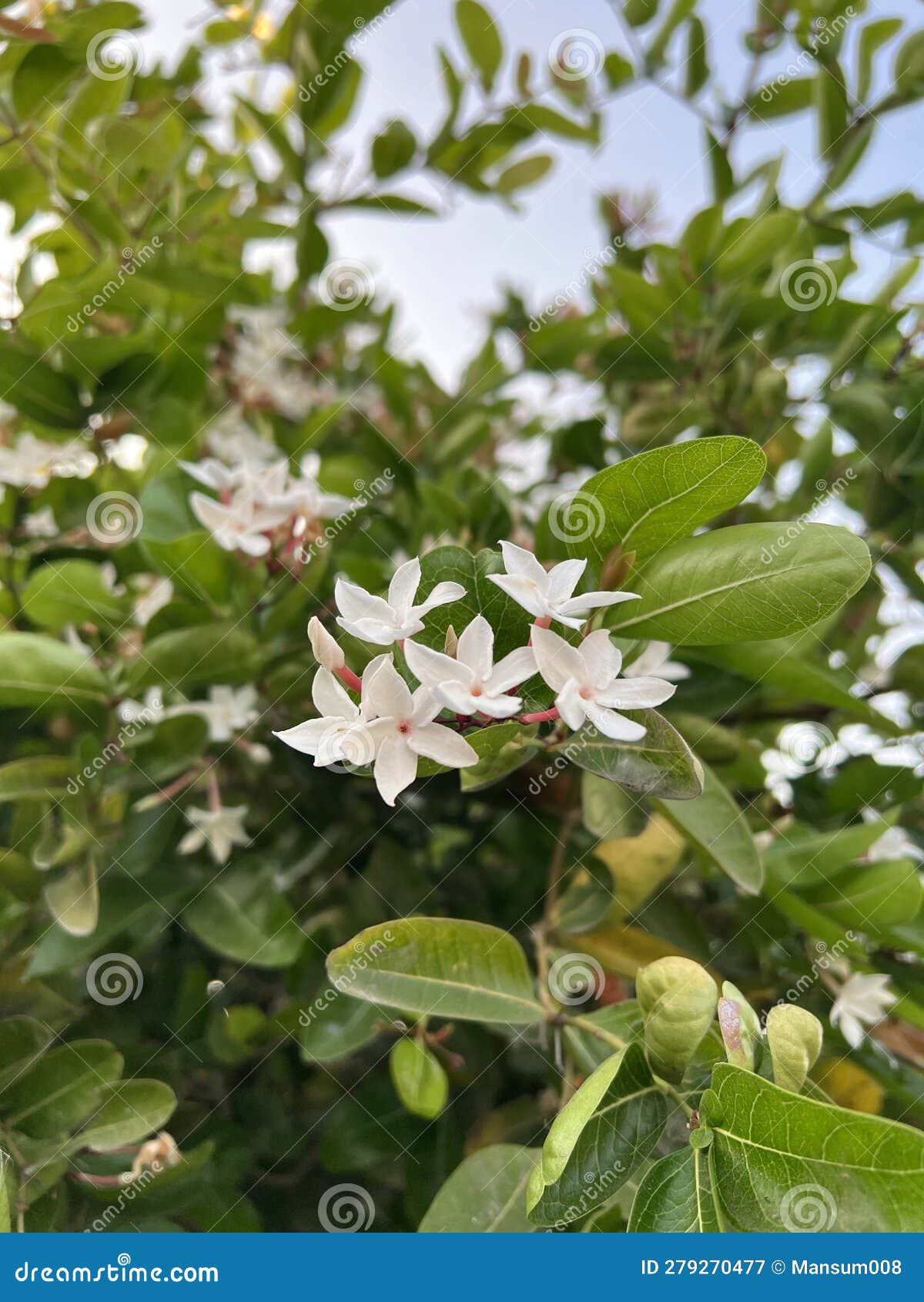 Carunda or Karonda Flowers on Tree Stock Image - Image of background ...