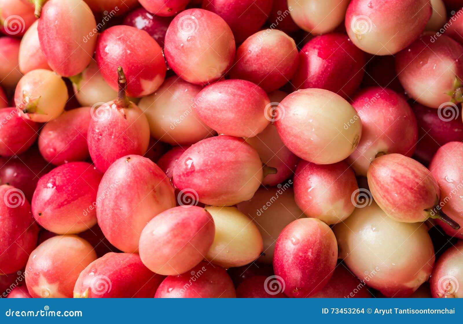 Carunda or Karonda stock photo. Image of fresh, carissa - 73453264