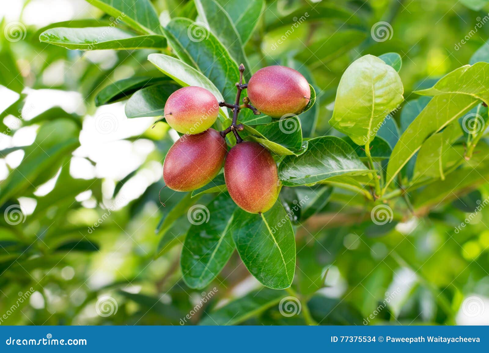 Carunda or Karonda Fruit stock photo. Image of leaf, organic - 77375534