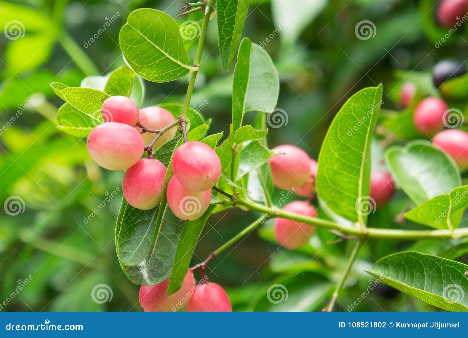 Carunda or Karonda Fruit on Tree Organic Garden Stock Photo - Image of ...