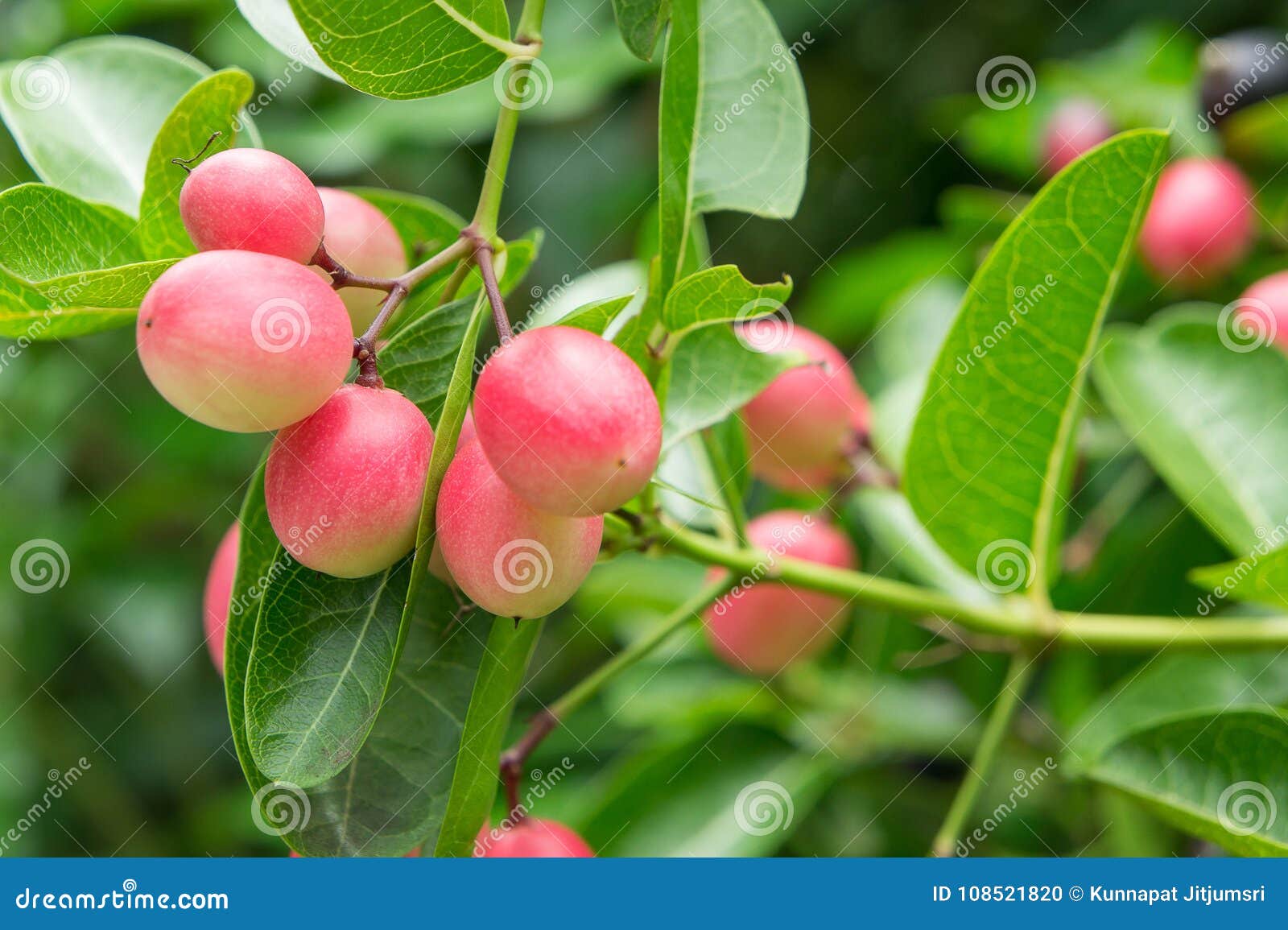Carunda or Karonda Fruit on Tree Organic Garden Stock Photo - Image of ...