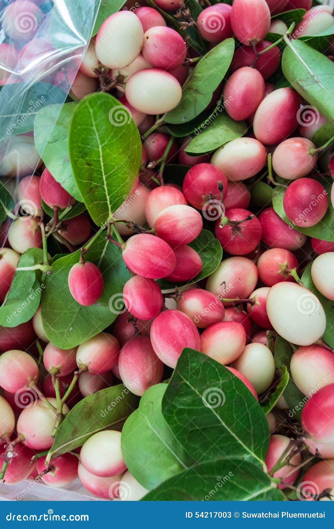 Carunda, Karonda fruite stock image. Image of food, exotic - 54217003