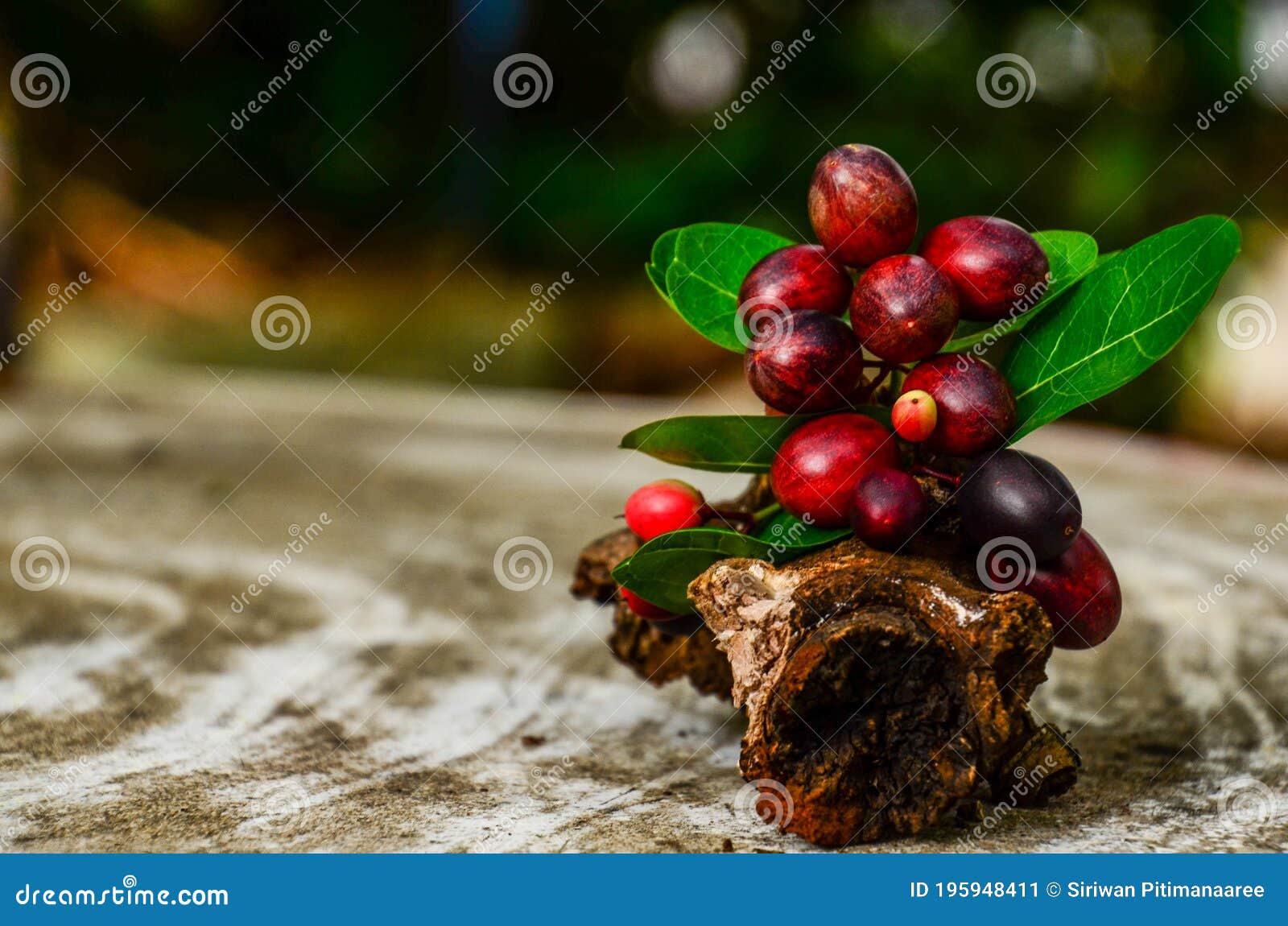 Carunda or Karonda Fruits on Timber Stock Image - Image of green ...