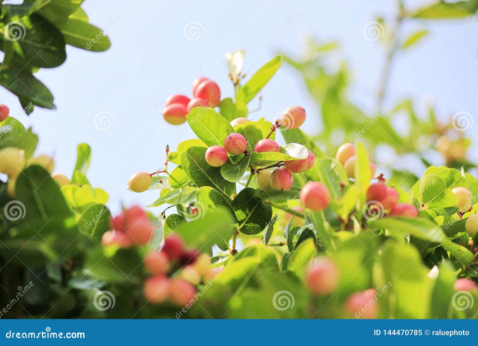 Carunda or Karonda on the Natural Tree Stock Image - Image of karonda ...