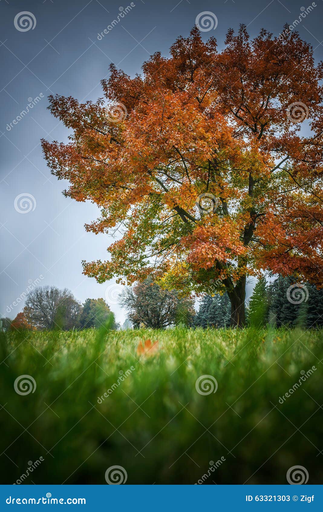 Carvalho imagem de stock. Imagem de grande, parque, ninguém - 63321303
