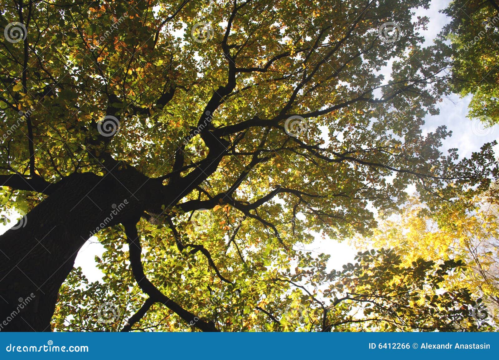 Carvalho foto de stock. Imagem de exterior, azul, crescimento - 6412266