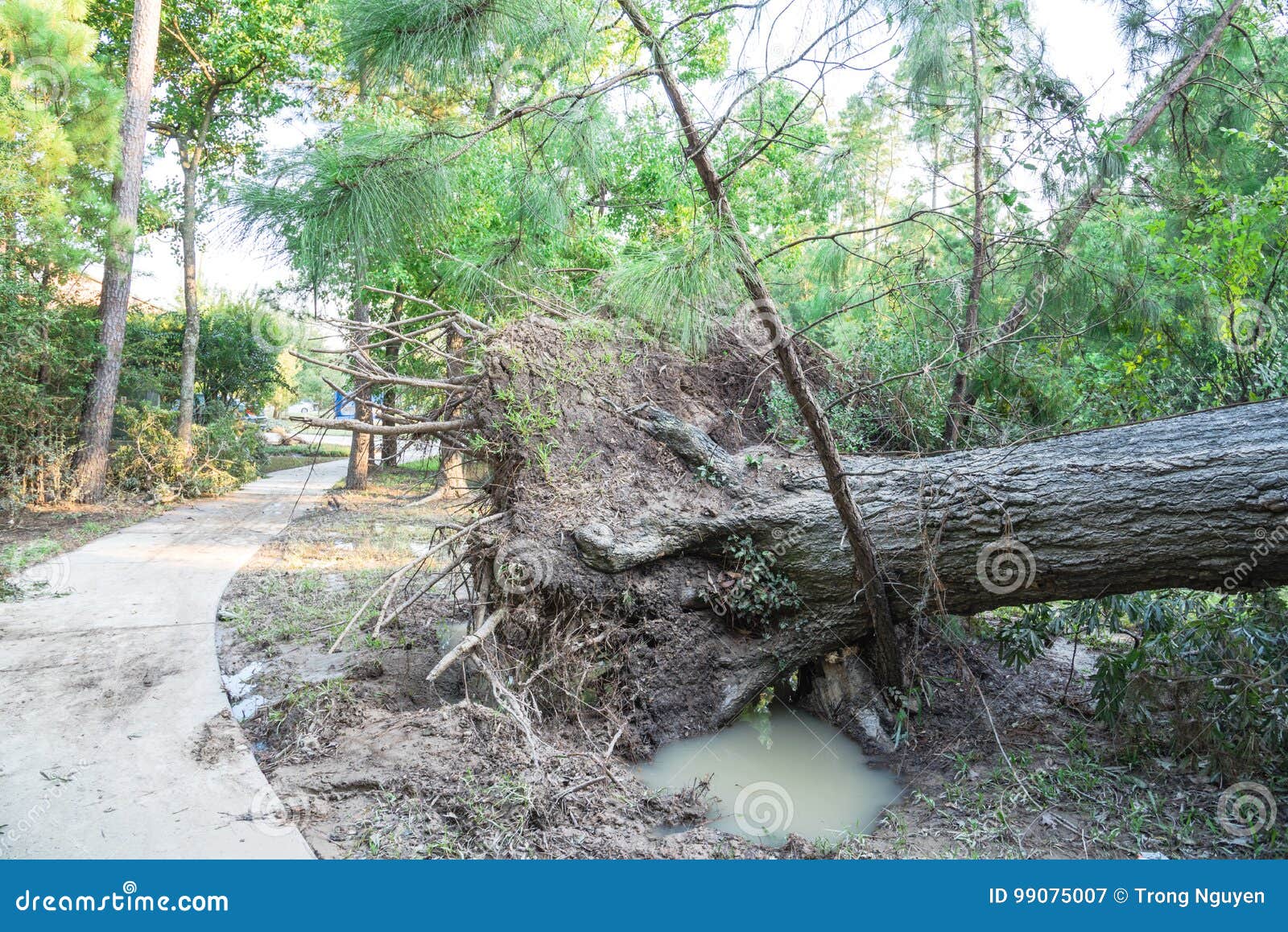 Carvalho desarraigado imagem de stock. Imagem de estrada - 99075007