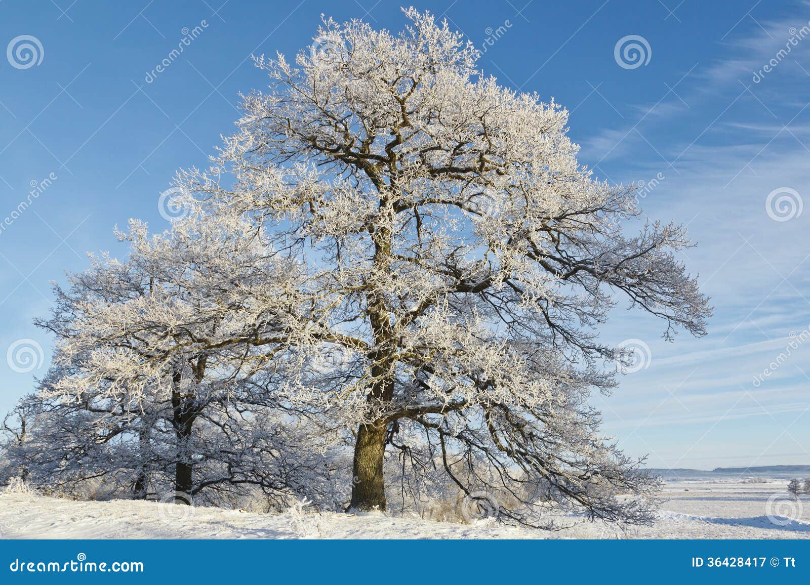 Carvalho no inverno imagem de stock. Imagem de carvalho - 36428417