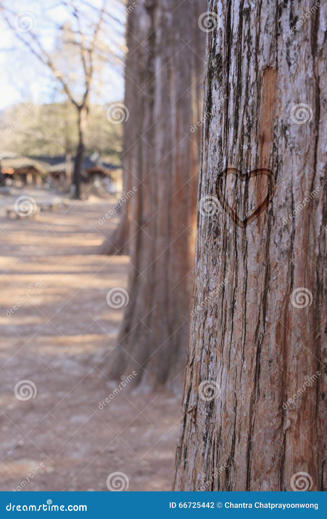 Carve heart on the tree stock photo. Image of sweetheart - 66725442