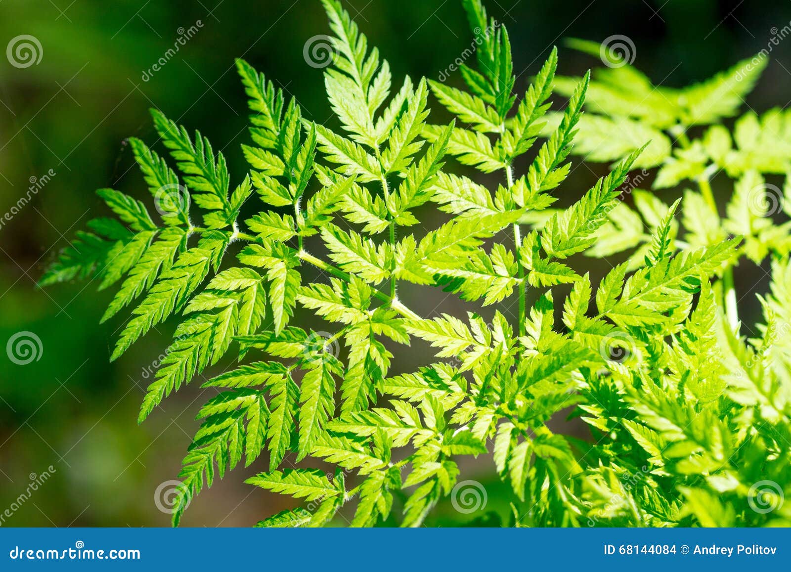 Carved Fern Branch in Forest Stock Photo - Image of light, curly: 68144084