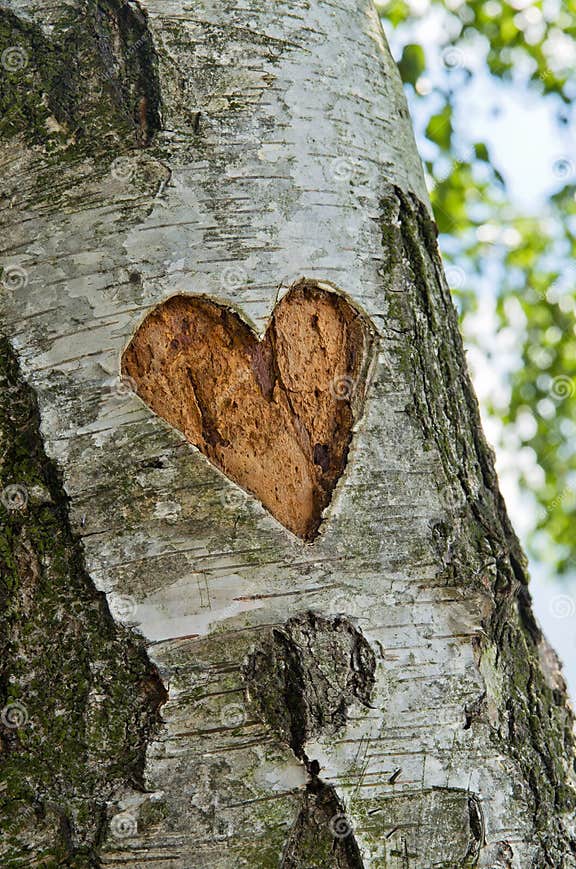Carved heart in tree stock photo. Image of valentine - 26134758