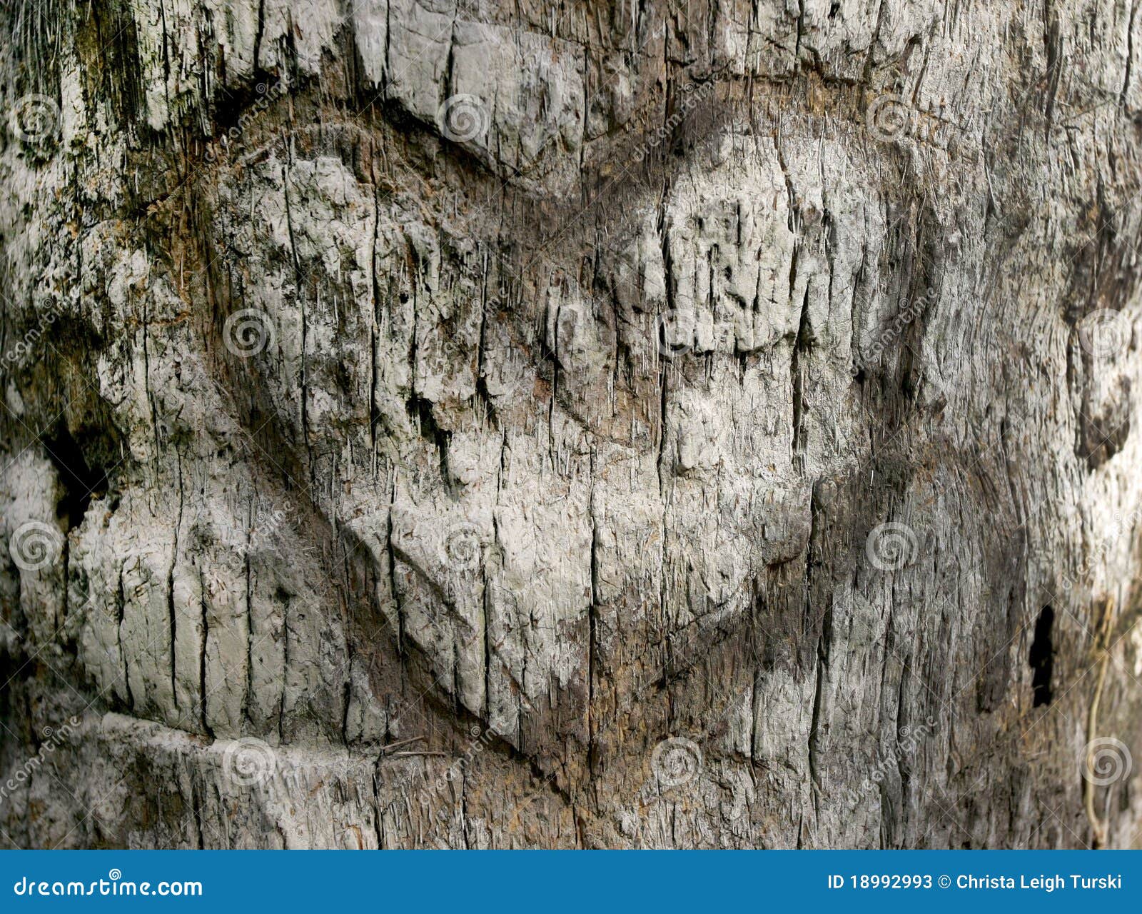Carved Heart in Tree Bark stock image. Image of green - 18992993