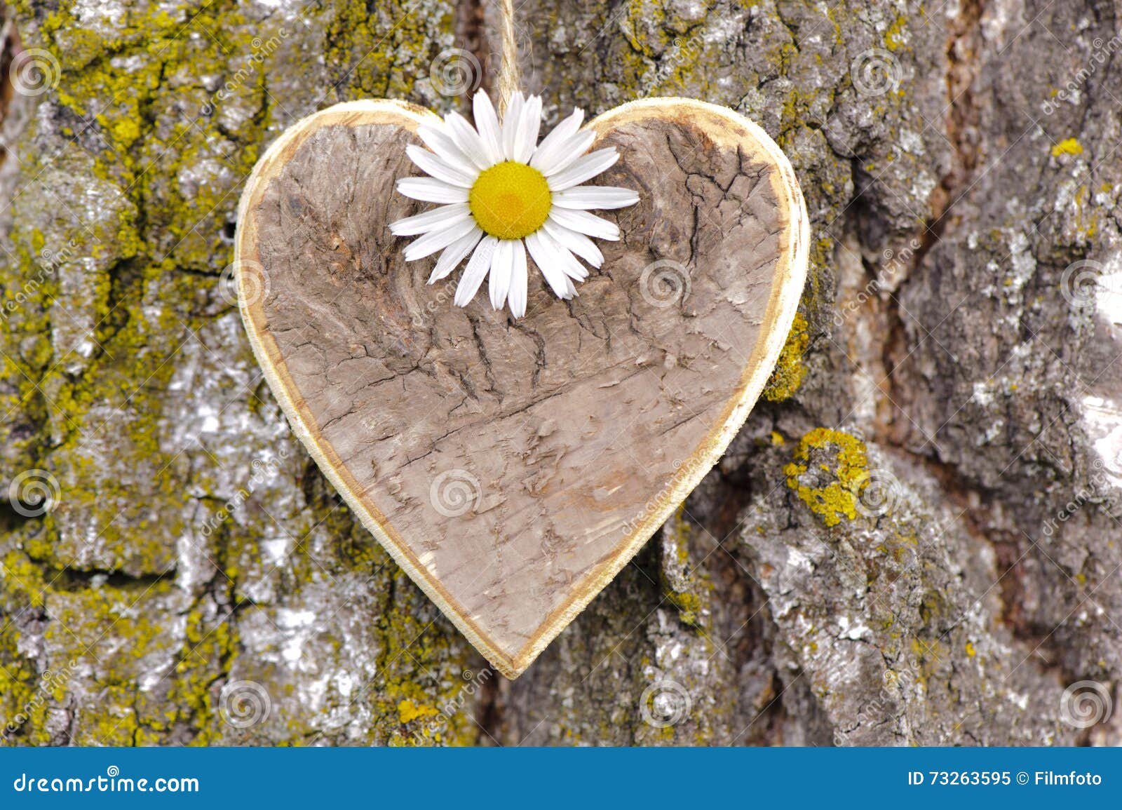 Carved heart at tree bark stock image. Image of symbol - 73263595