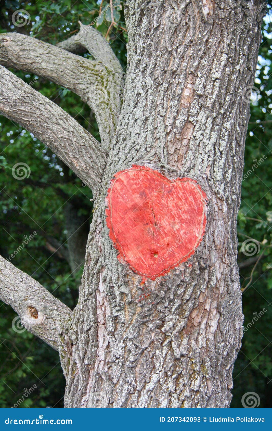 Carved Heart on a Tree Trunk. Valentine S Day Stock Image - Image of ...
