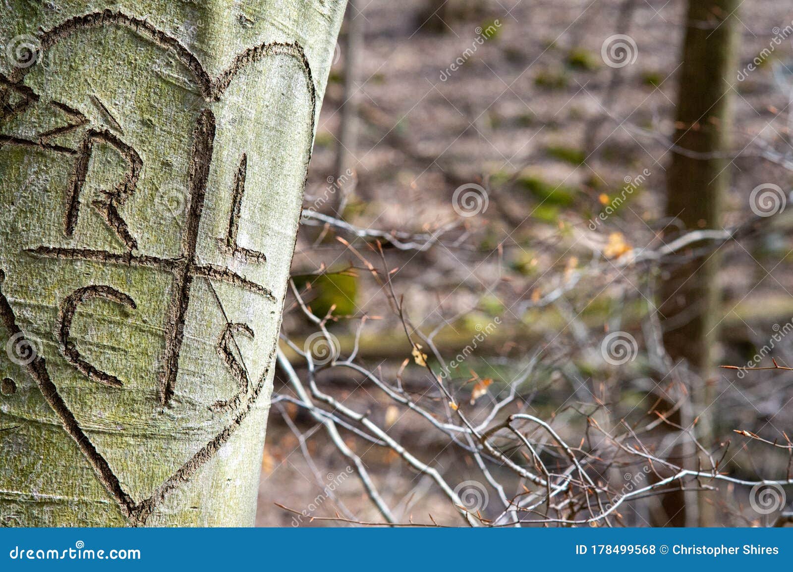 Carved Initials in a Tree in the Woods Stock Photo - Image of forest ...