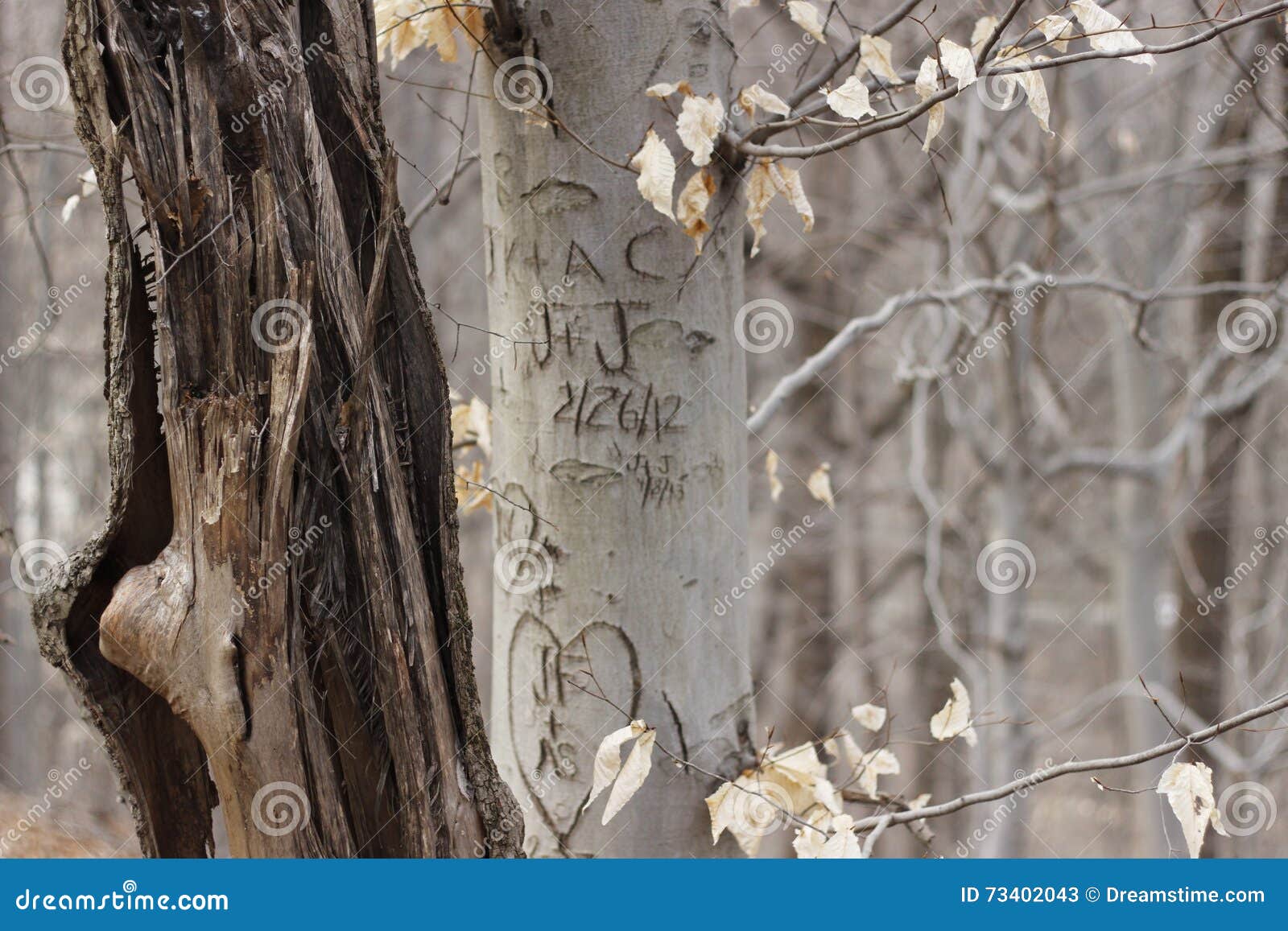 Carved Romantic Letters in Tree Bark Stock Image - Image of leves, tree ...