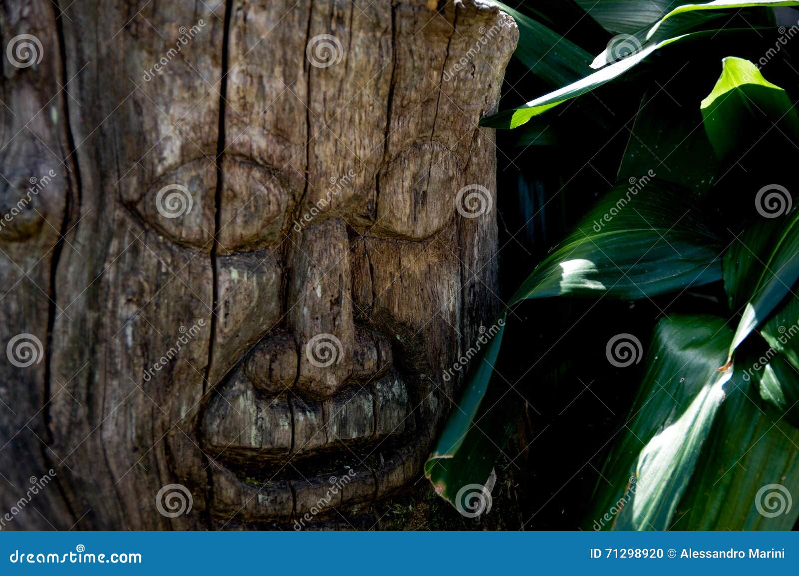 Carved tree stock photo. Image of silhouette, wood, nature - 71298920