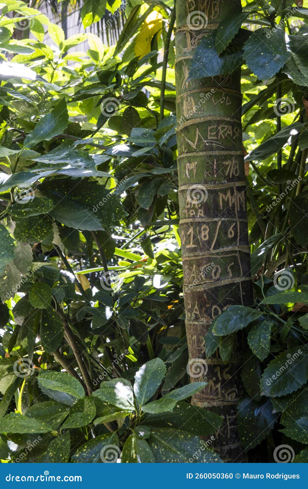 Carved Written Words and Numbers on a Tree Stock Photo - Image of ...