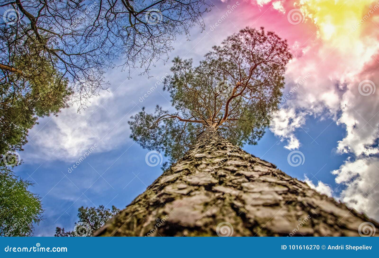 Carvel Pine, Striving for the Sun Stock Photo - Image of landscape ...
