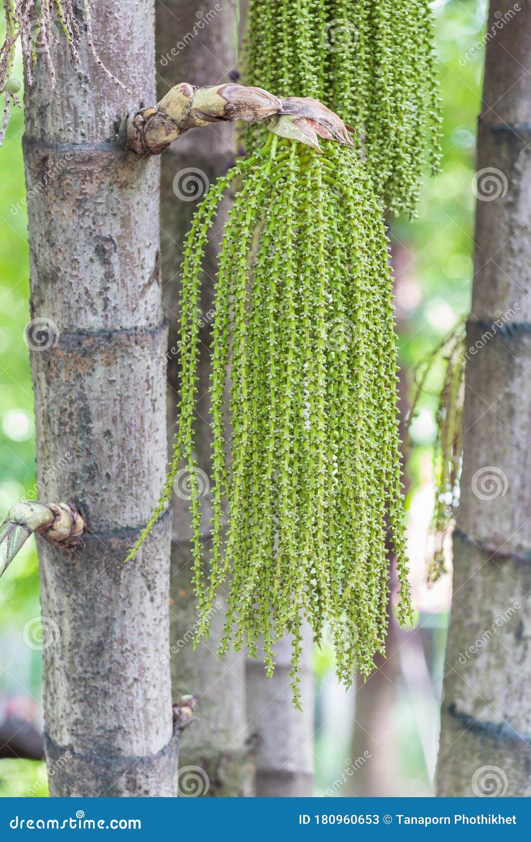Caryota mitis in garden stock image. Image of mitis - 180960653