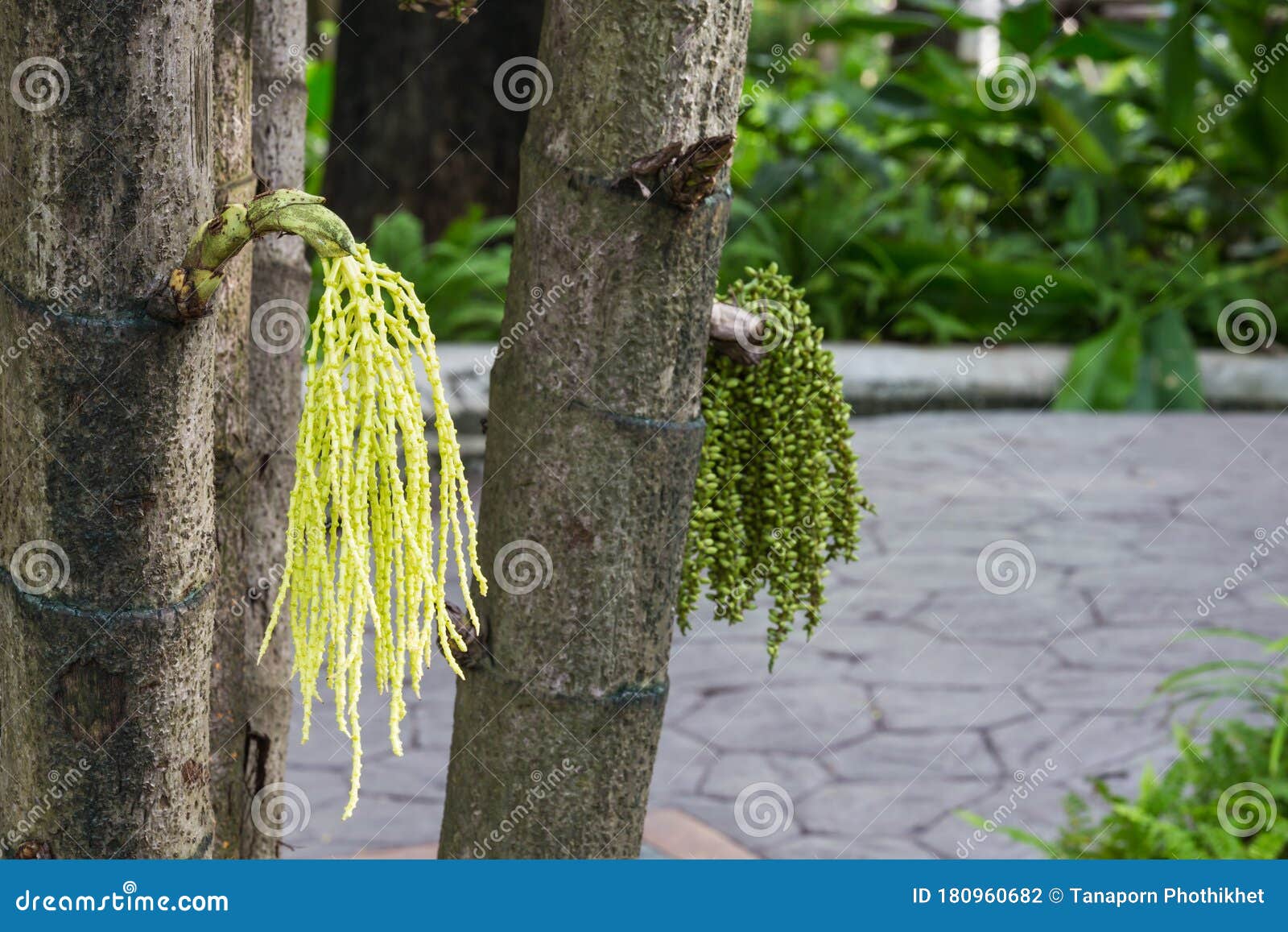Caryota mitis in garden stock photo. Image of asia, forest - 180960682