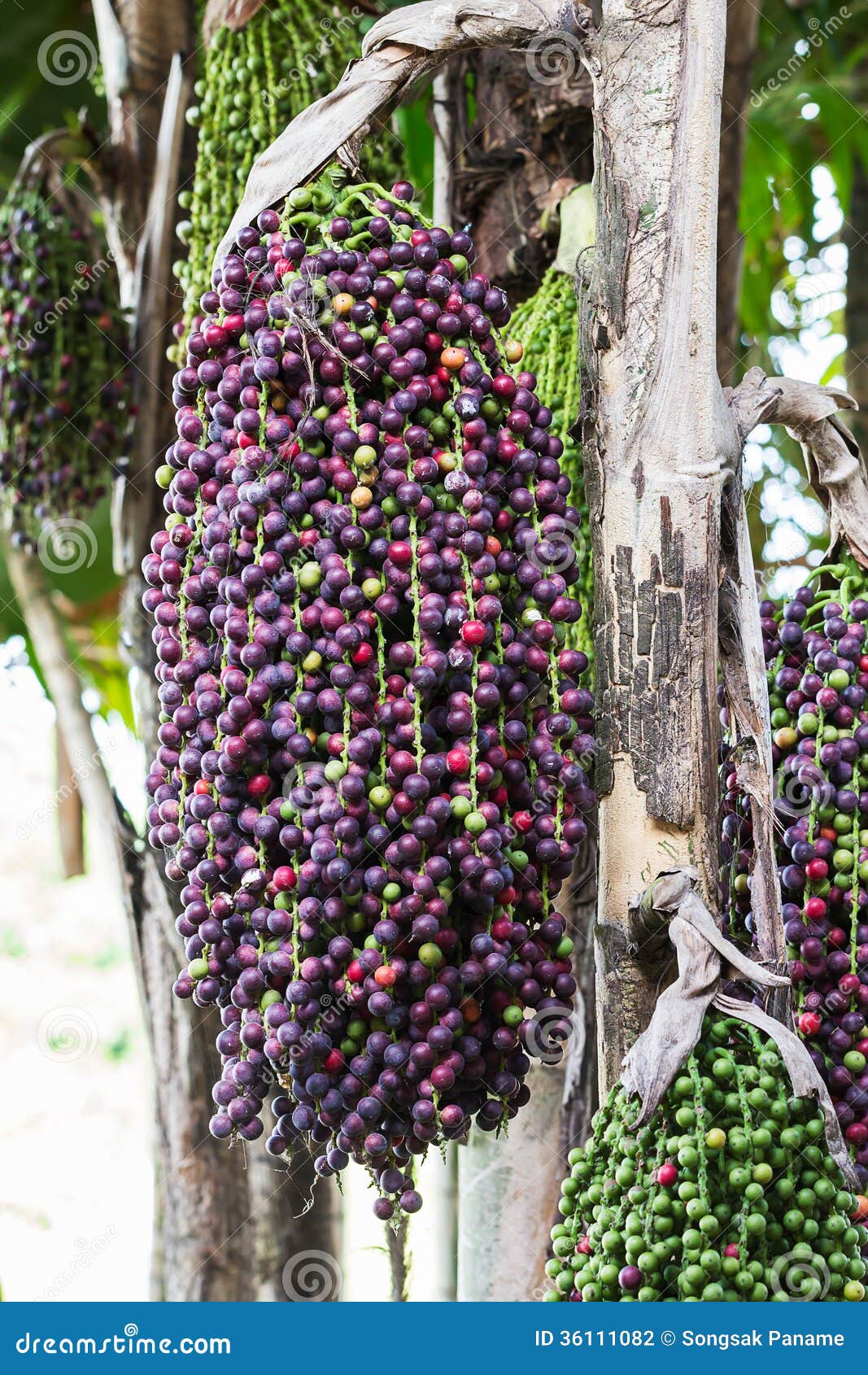 Caryota mitis lour palm stock photo. Image of color, incomplete - 36111082